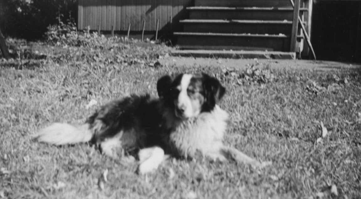 Jerry's View: It's a dog's life | Westside Seattle